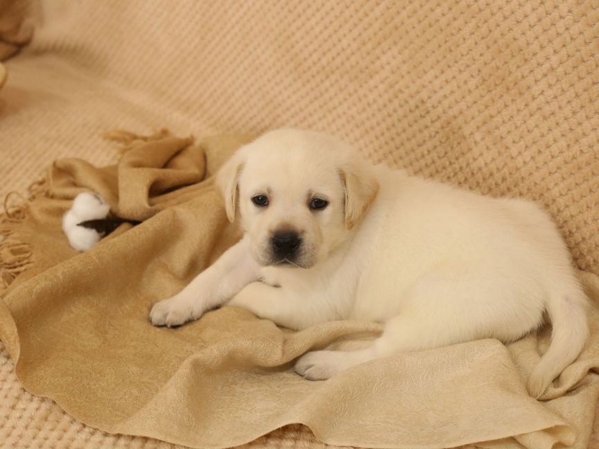 Щенки лабрадора