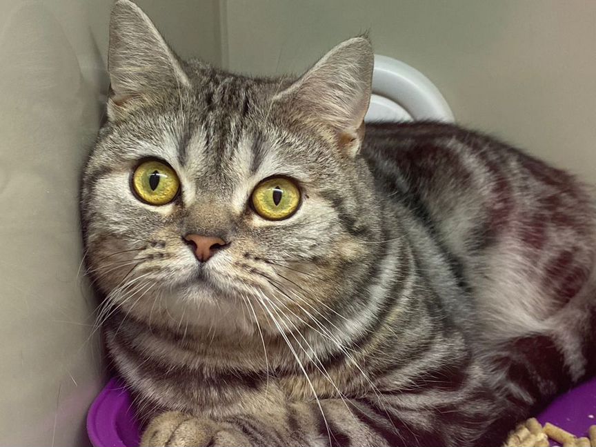 Мраморный котик Арбузик в добрые руки