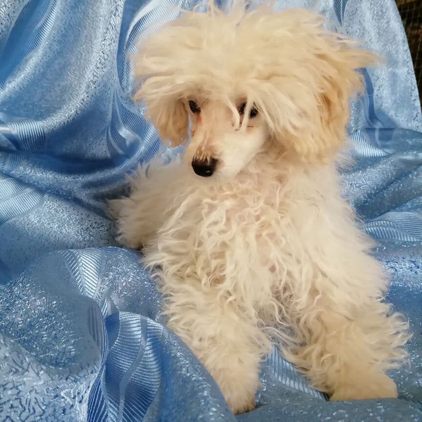 Щенок той пуделя