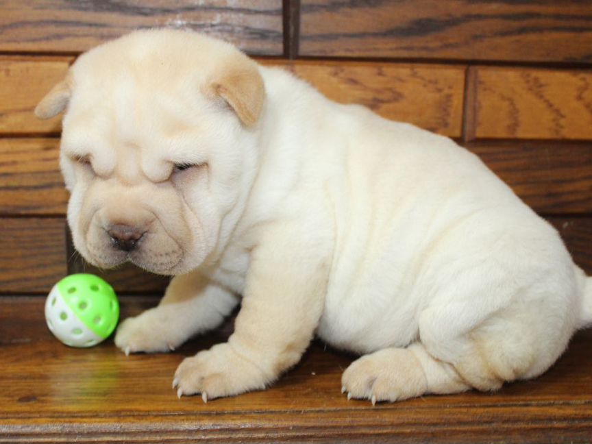 Щенки в складку шарпей