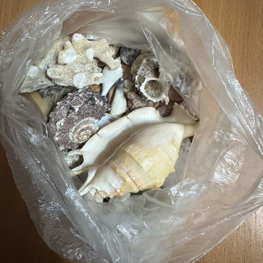Ракушки для аквариума