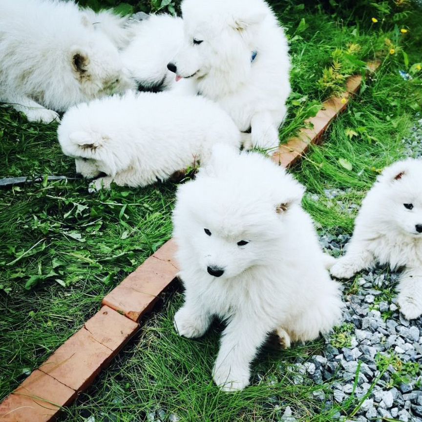 Самоедская собака, взрослая