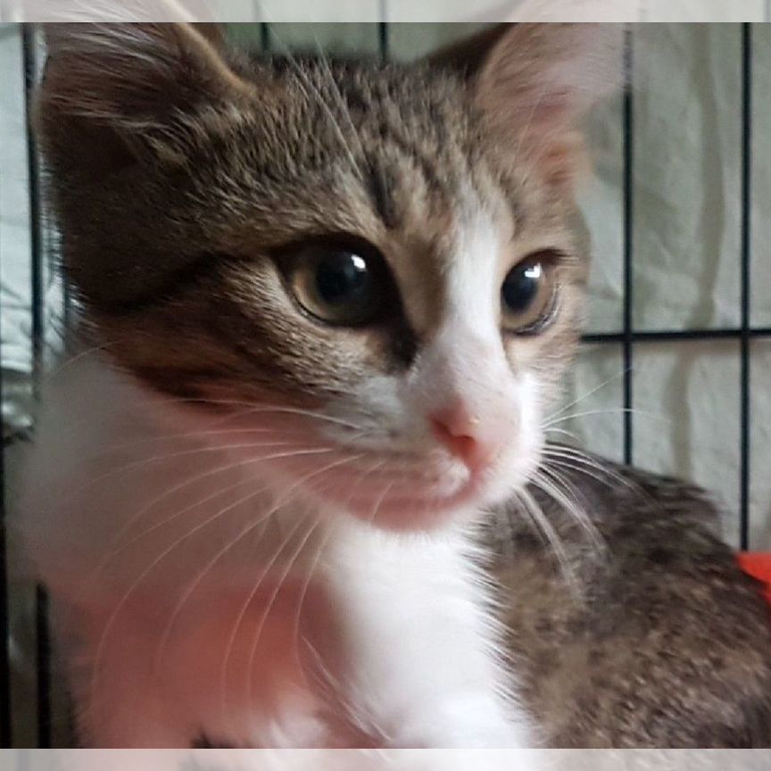 Котенок ищет дом