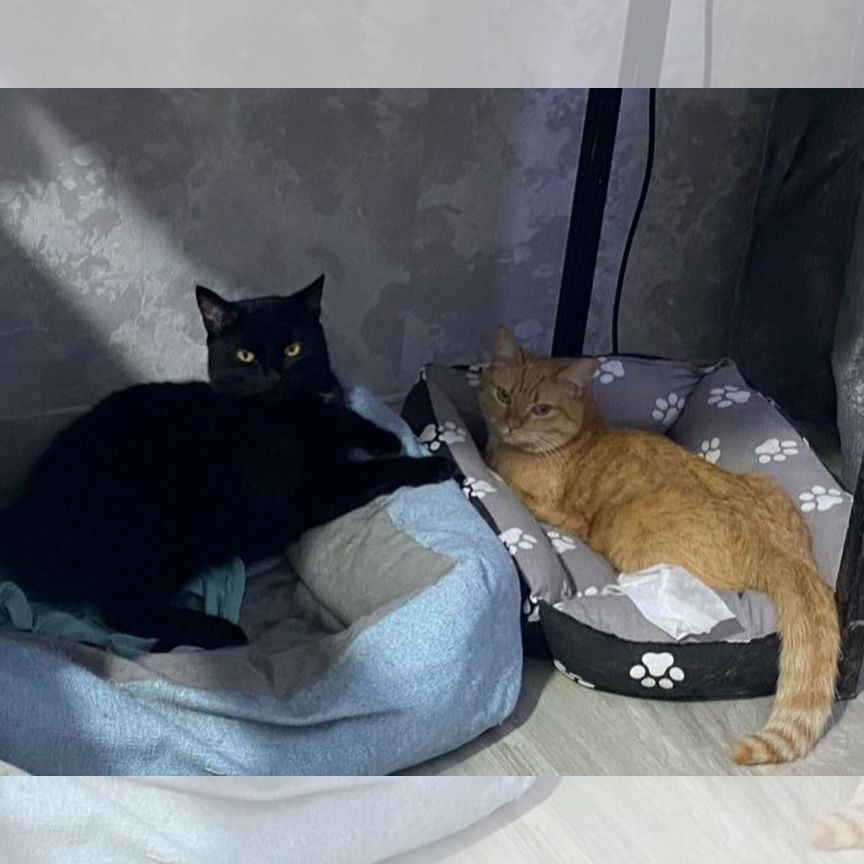 Взрослый кот в добрые руки