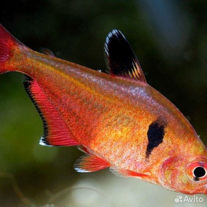 Тетра Минор или серпас (Hephessobrycon minor)