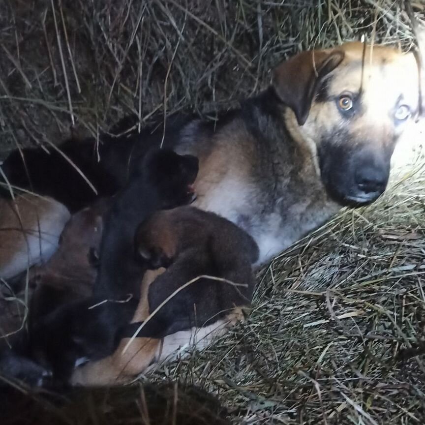 Щенок в добрые руки