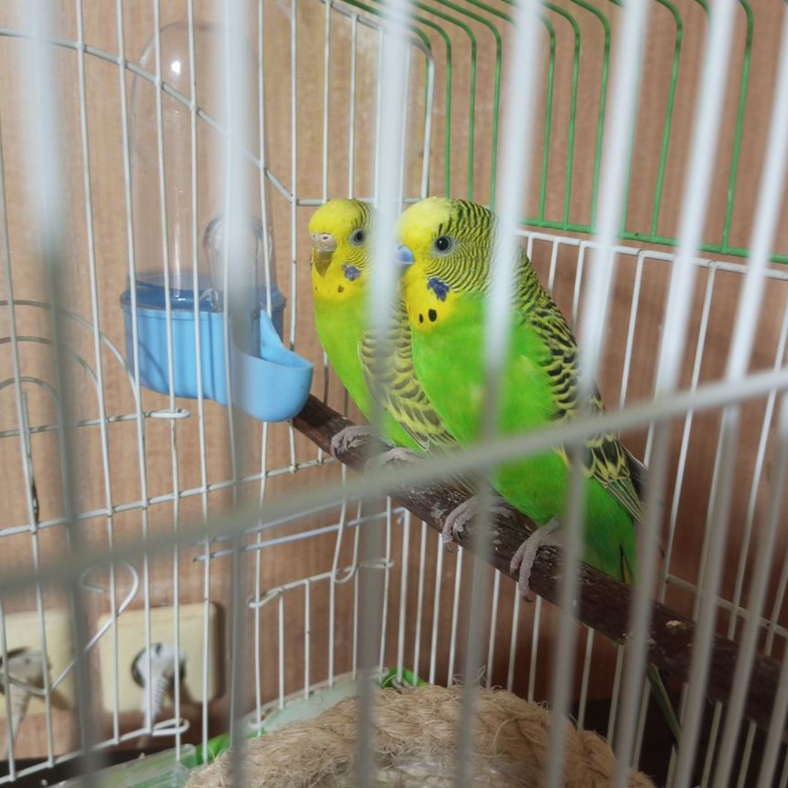 Волнистые попугаи