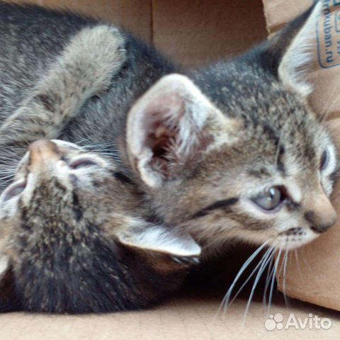 Европейская