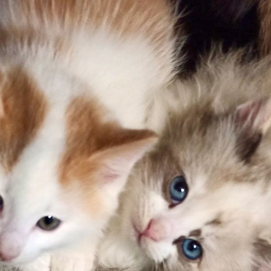 Котятки девочка и мальчик