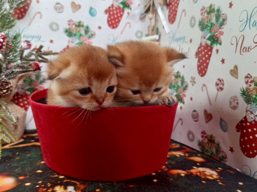 Котята шотландские