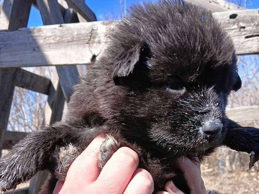 Отдам щенков в добрые руки