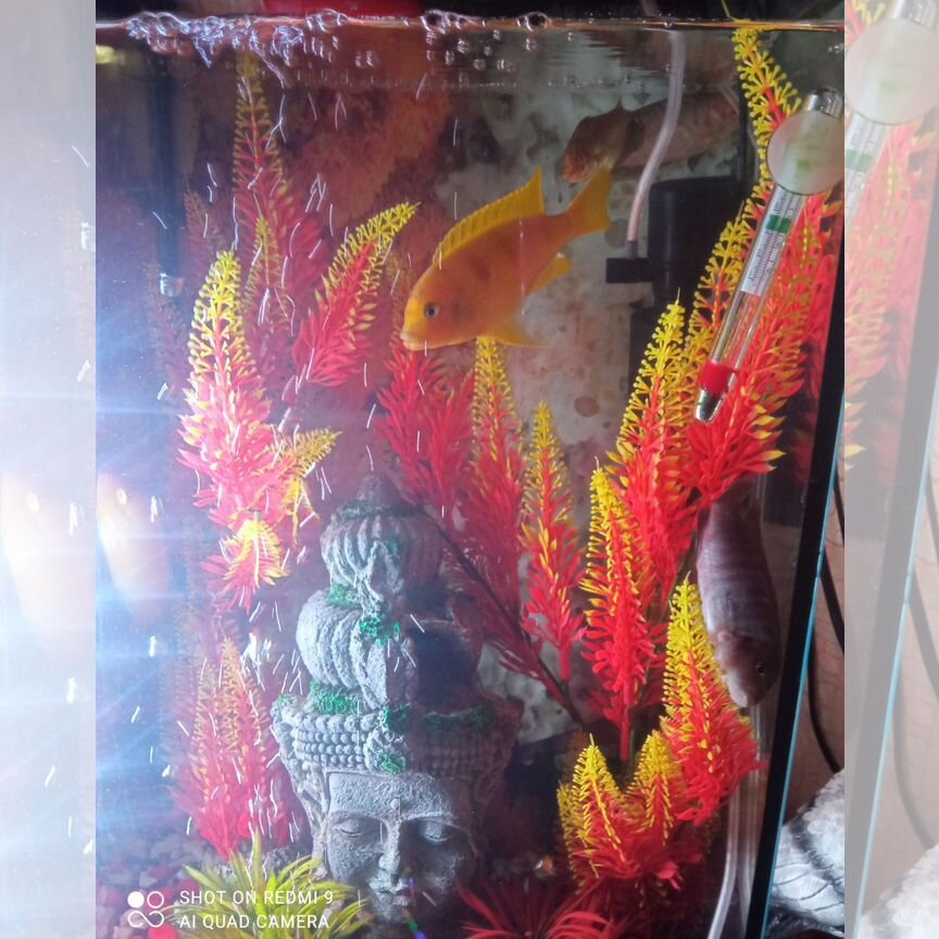 Альфа-самец "Ломбардо"