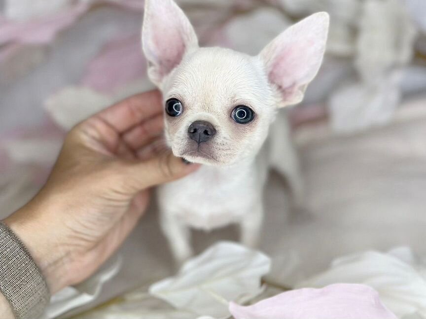 Чихуахуа мальчик
