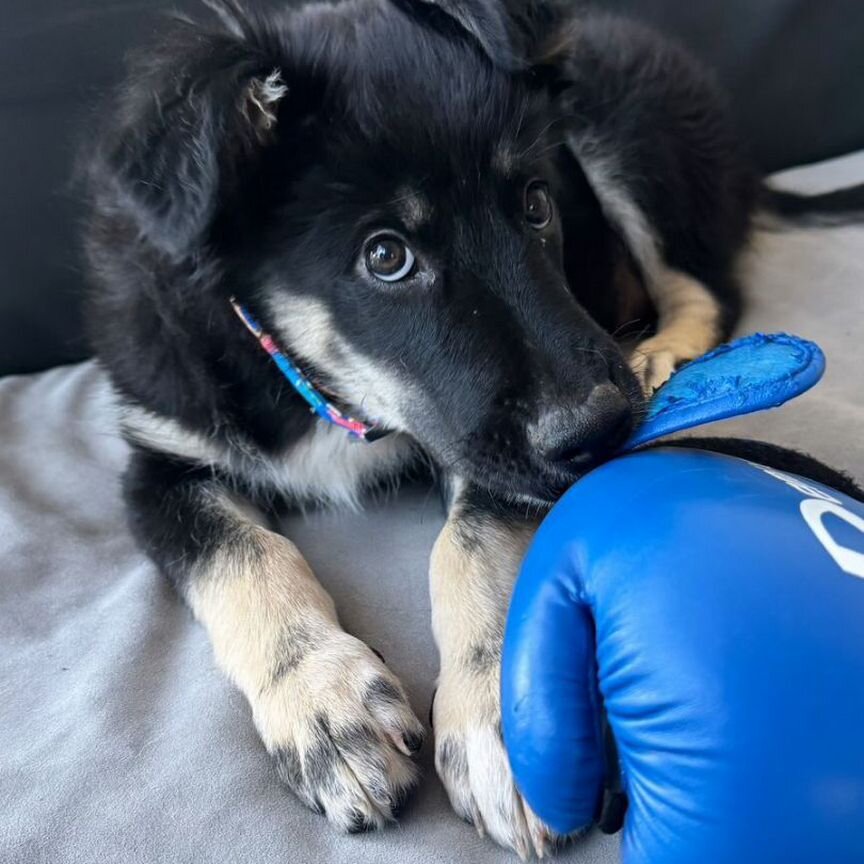 Идеальный щенок в добрые руки