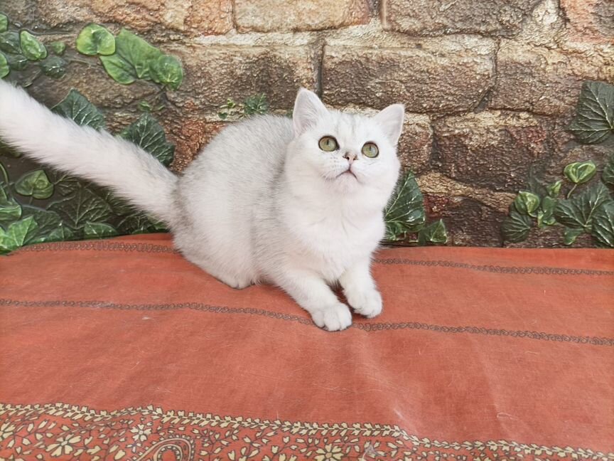 Серебристая девчушка