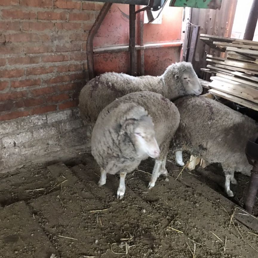 Мясо баранина халяль