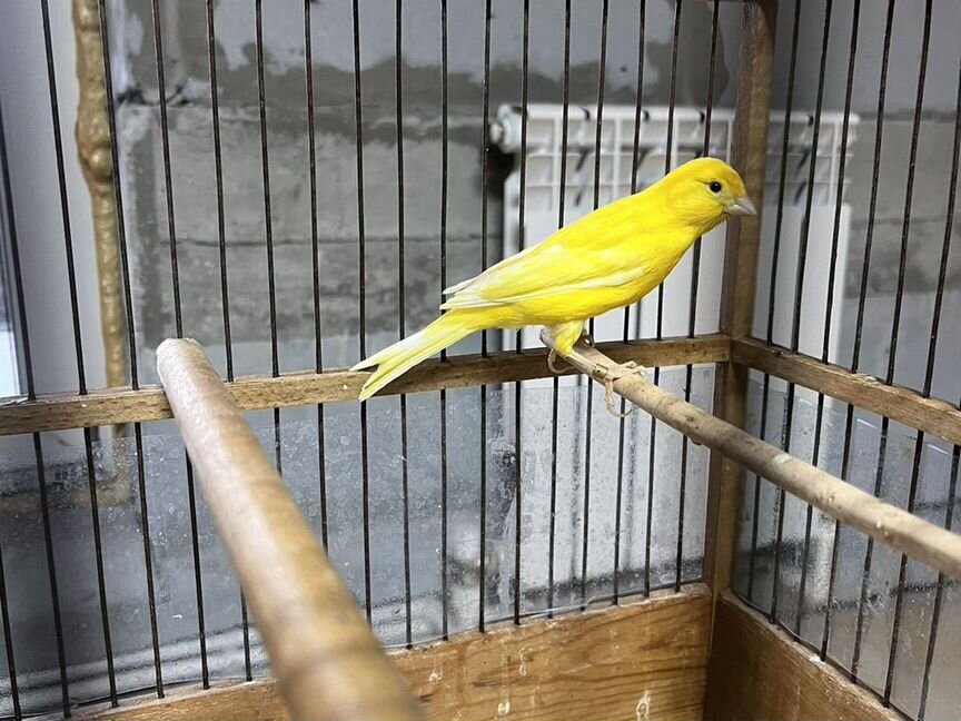 Кенара и канарейки