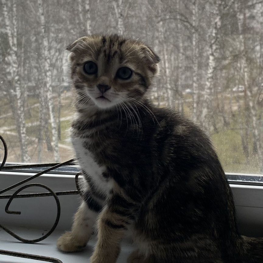 Вислоухая кошечка