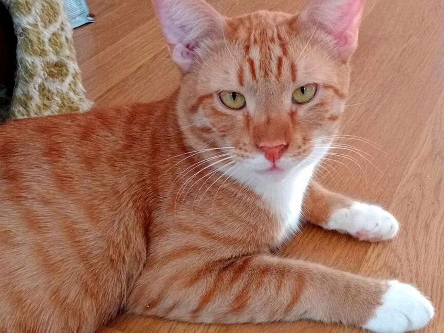 Шикарный рыжий котик 1.5 года