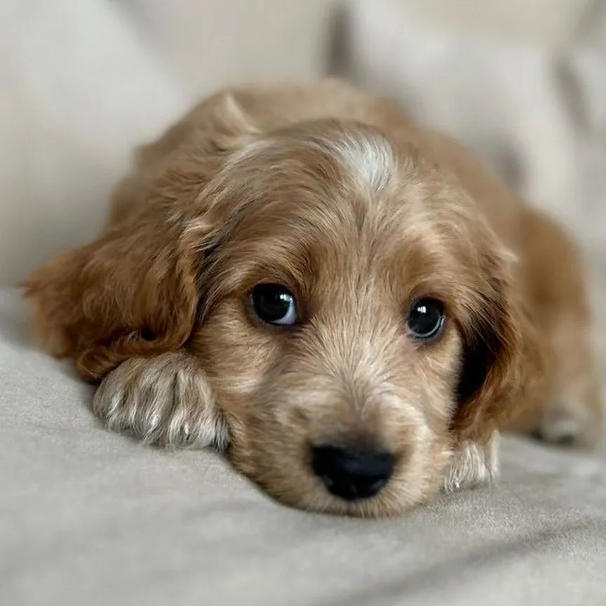 Щенки Cockapoo