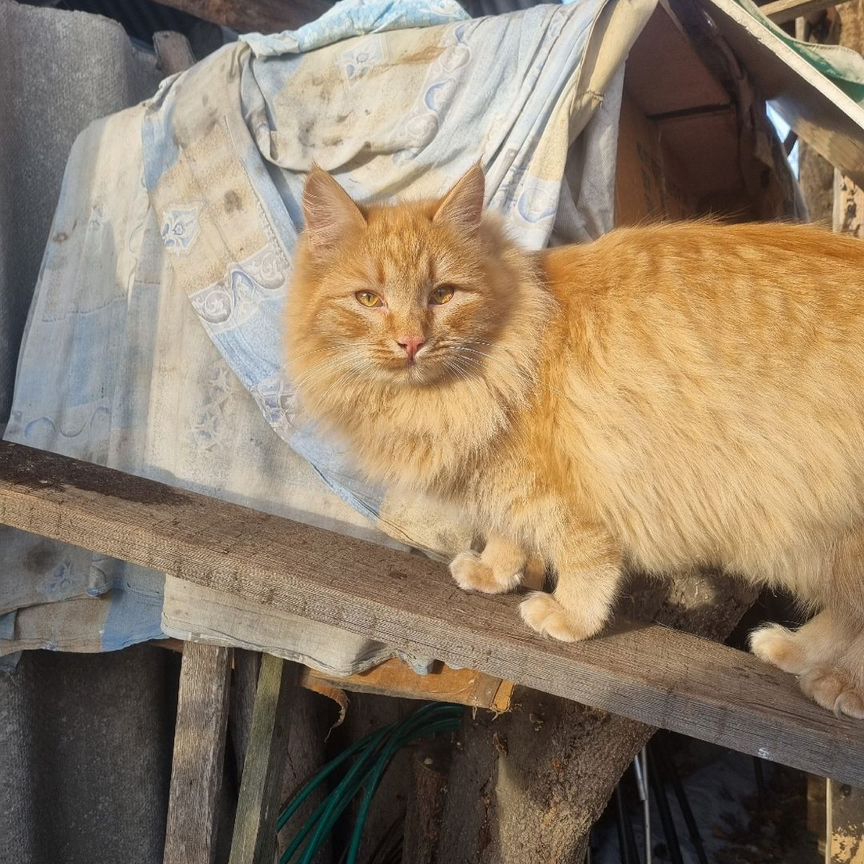 Красивые котики ждут свои семьи