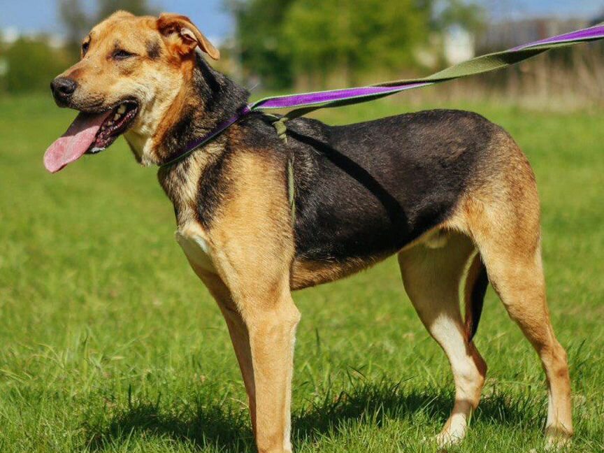 Собака в добрые руки Дастин