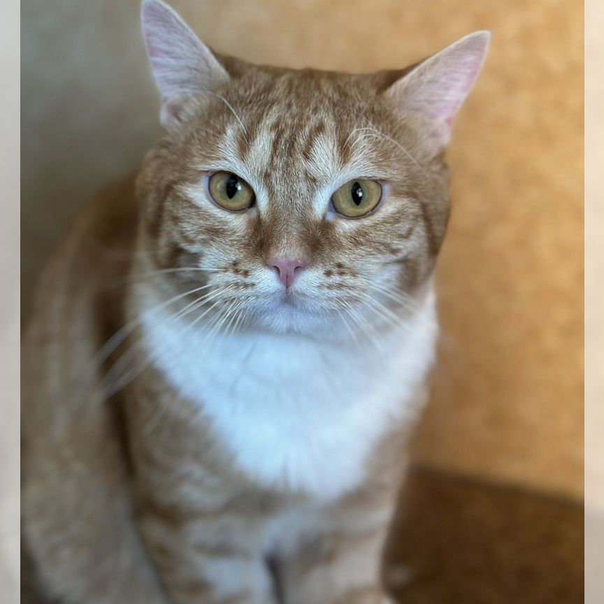 Взрослый кот в добрые руки