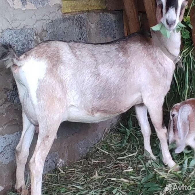 Коза альпийская