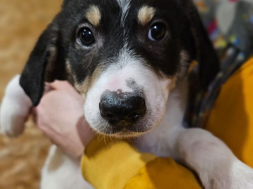 Щенки возр. 3,5 мес