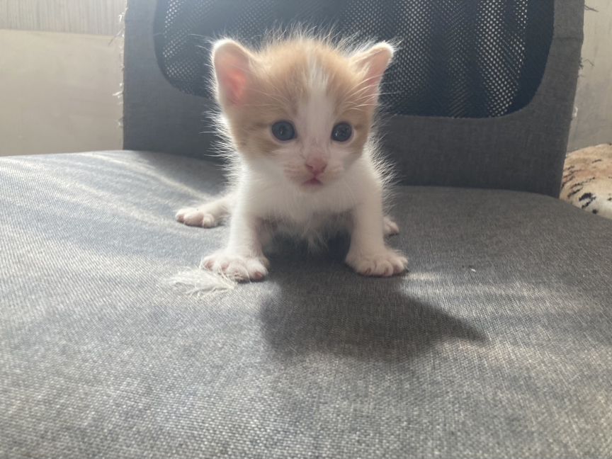 Котята в добрые руки 3 недели