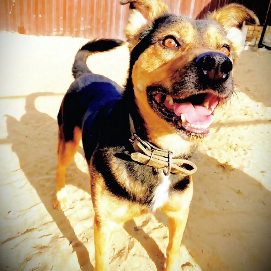 Собака в добрые руки