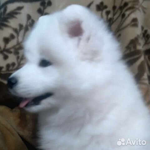 Очаровашки - самоеды