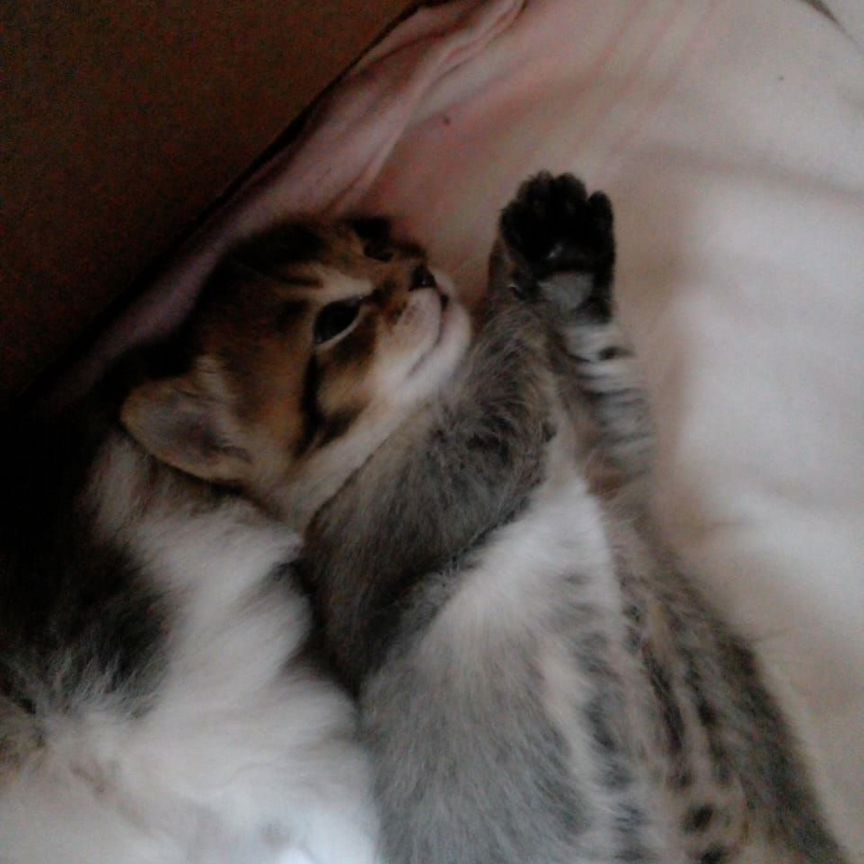 Котята от домашней кошки, в добрые руки