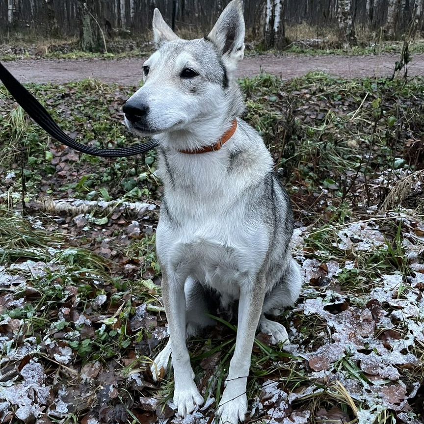 Удивительного ума собака в добрые руки