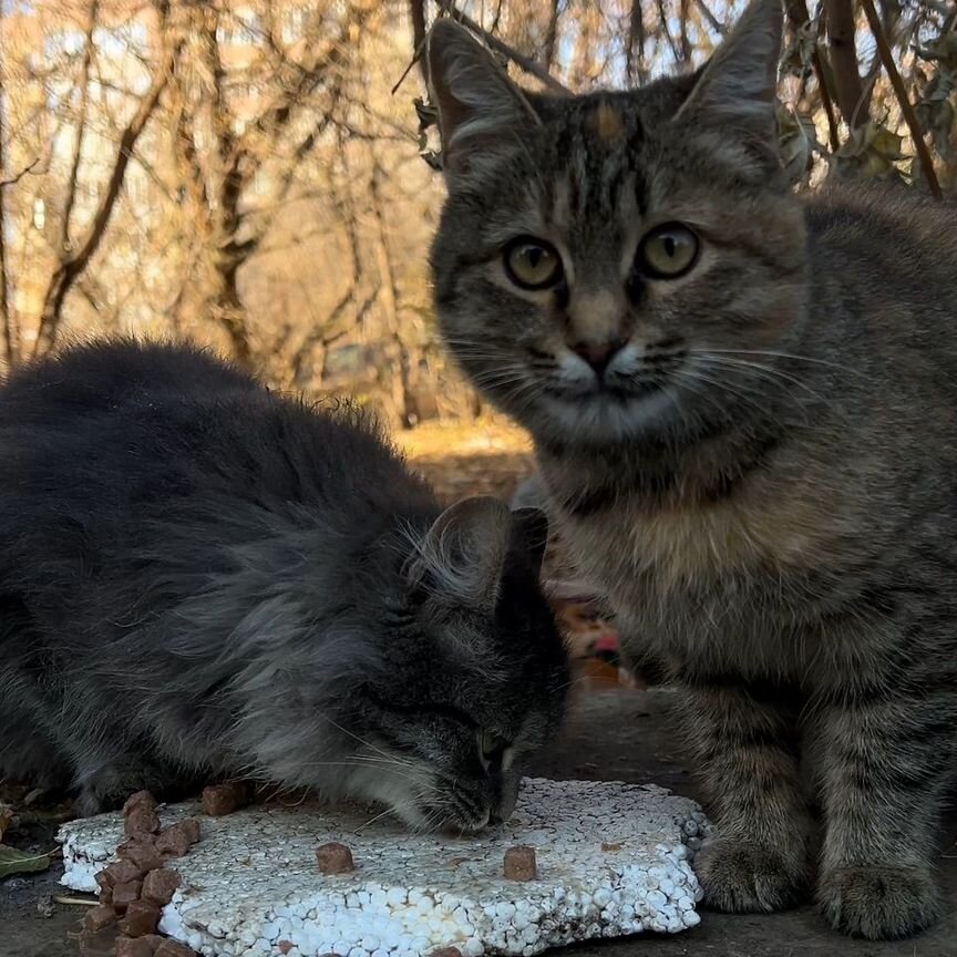 Уличные кошки