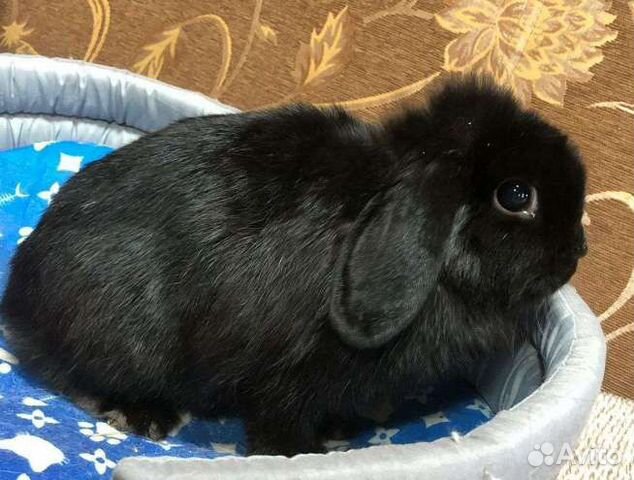 Кролик минилоп декоративный