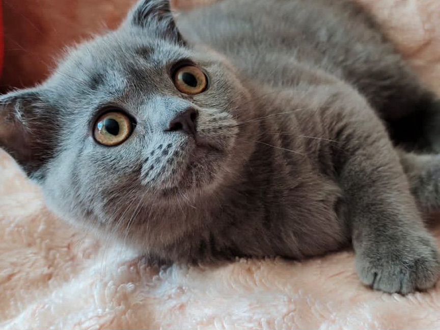 Шотландские котята