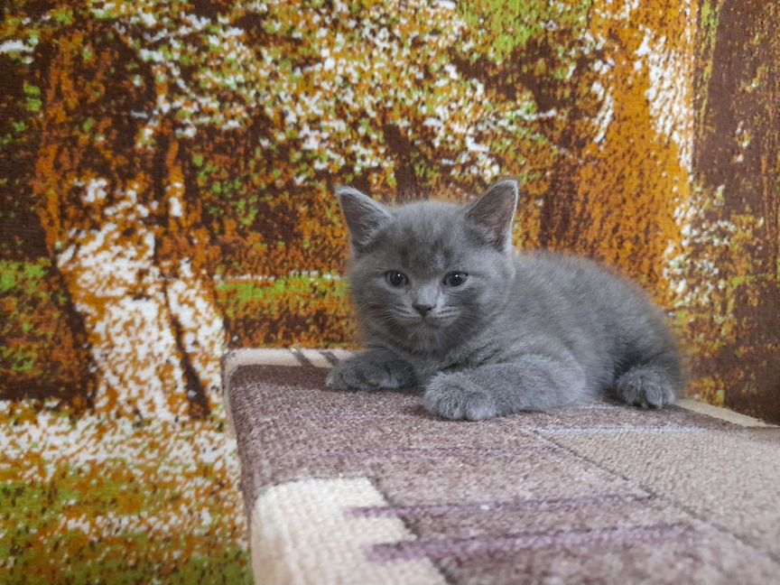 Шатланские котята