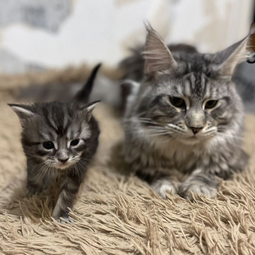 Чистокровные мейн-куны