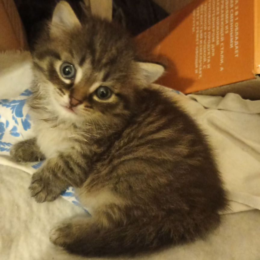 Котёнок в добрые руки