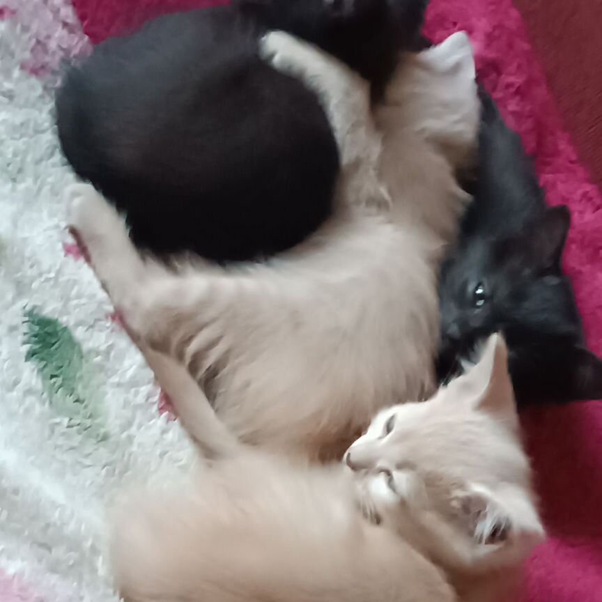Котята в добрые руки