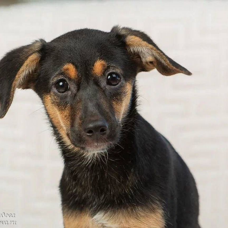 Веселая девочка ищет семью