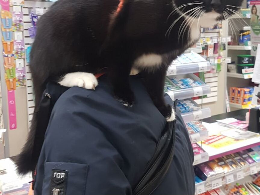 Домашний кот ищет невесту