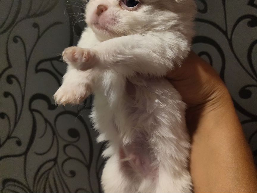 Щенки японский хин