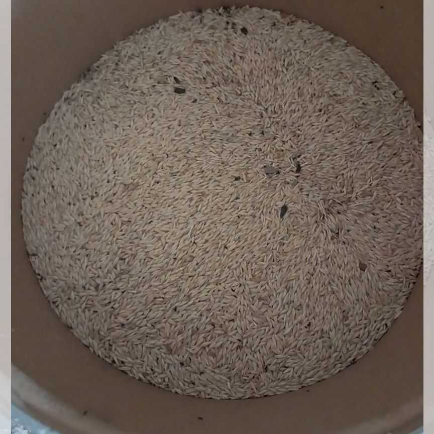 Продам зерно пшеницы 300или400кг семечки и ячмень