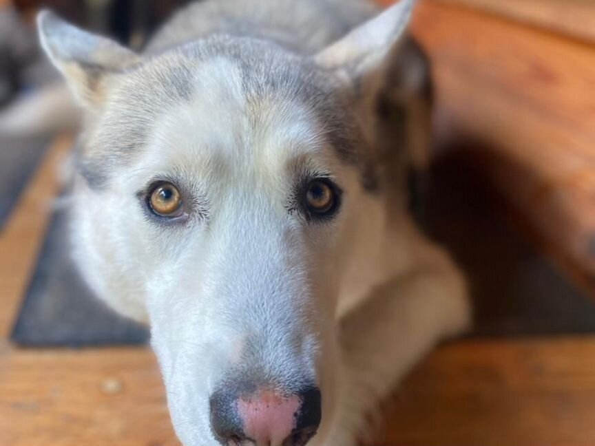 Отдам в добрые руки хаски