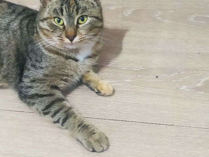 Кошка