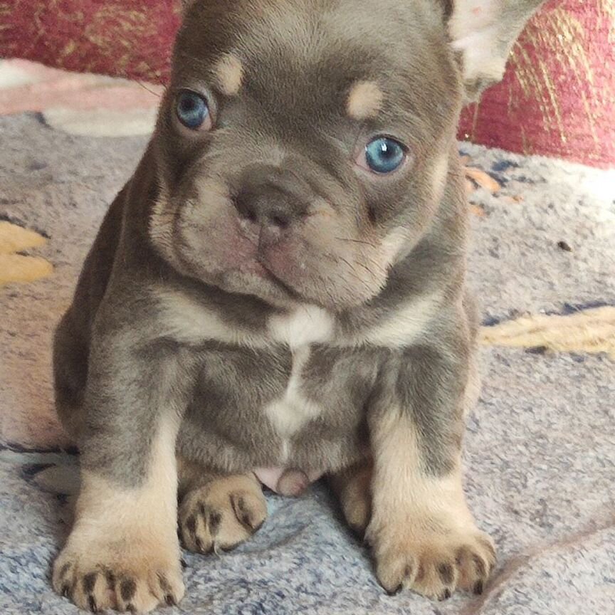 Превосходный малыш с Изабеллой и флаффи