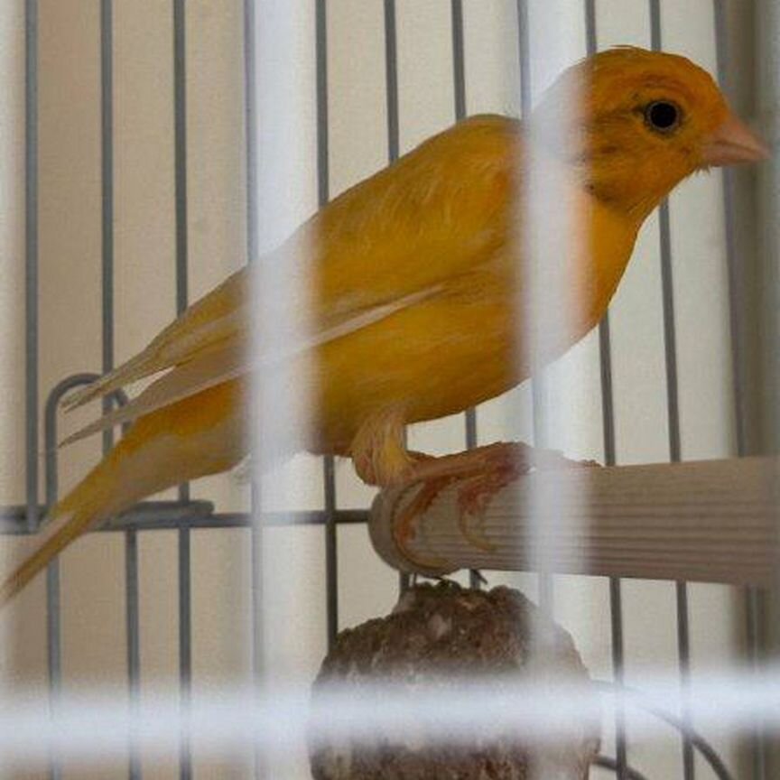 Продам кенара