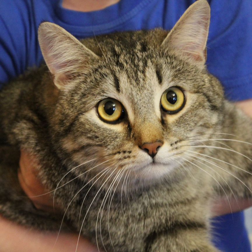 Душевный котик ищет дом